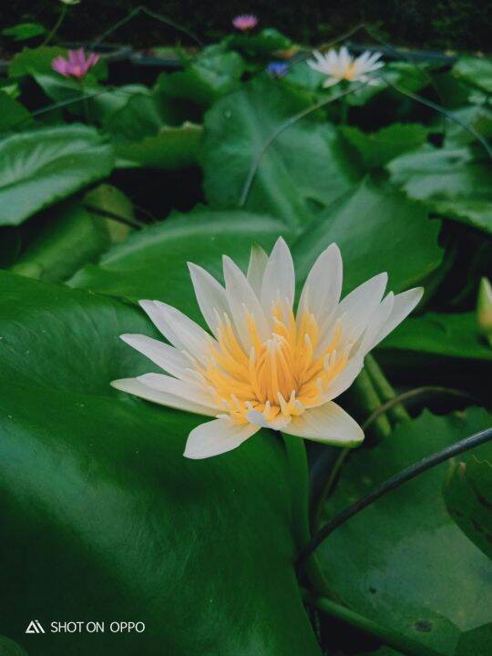 Pohon teratai | Lazada Indonesia