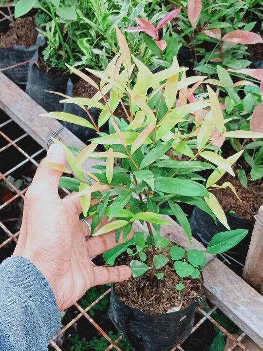 10 plus 2 free 💥Eugenia Live plant rooted Affordable Small Stable Live ...