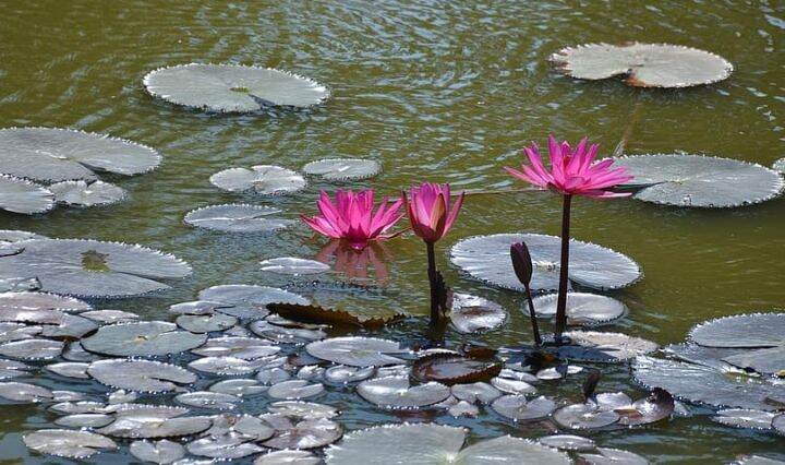 TANAMAN KOLAM IKAN-TANAMAN BUNGA TERATAI RUBRA MERAH | Lazada Indonesia