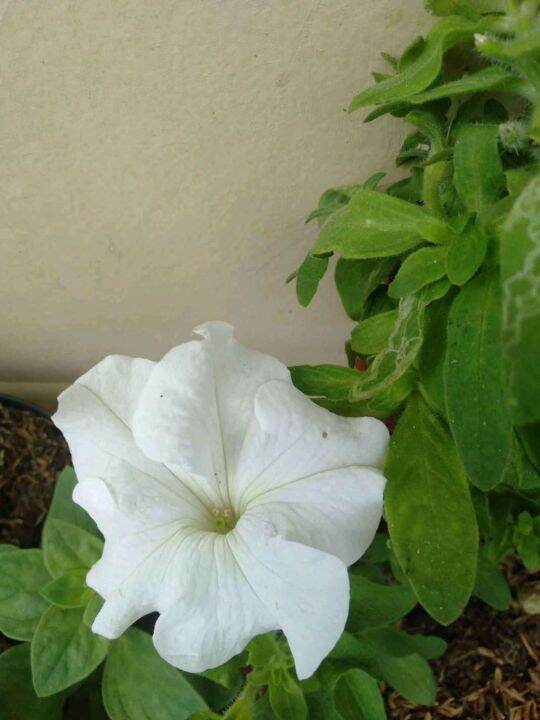 bunga pitunia putih polos | Lazada Indonesia