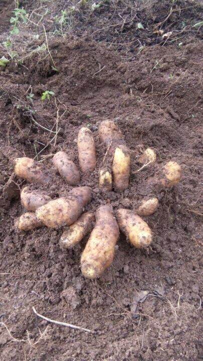 ubi gembili | Lazada Indonesia