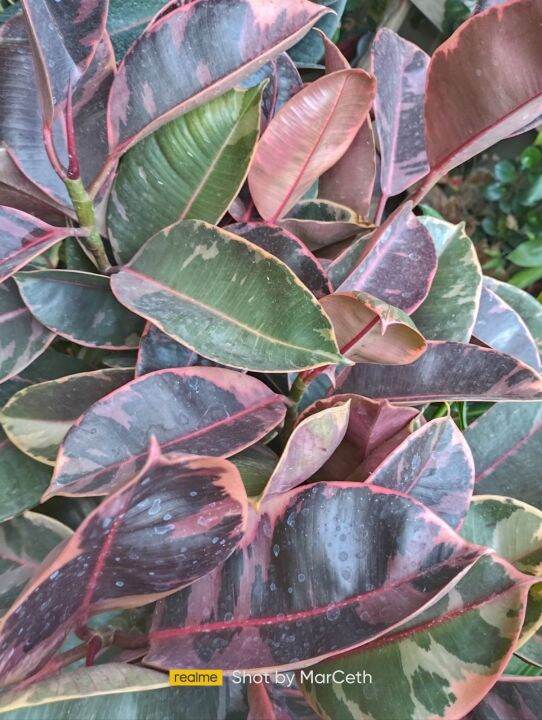 Malaysian Ruby Rubber Tree Big Size | Lazada PH