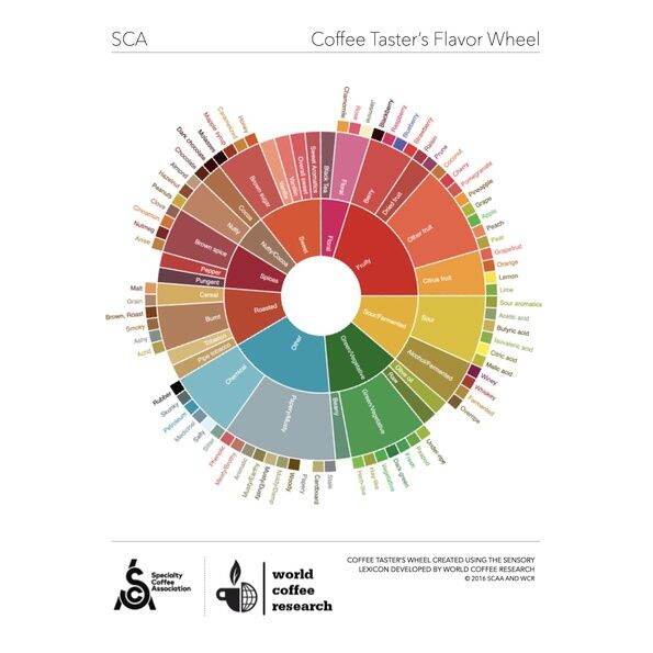 SCA Coffee Taster's Flavor Wheel Poster (A4 Size 29.7cm x 21cm ...