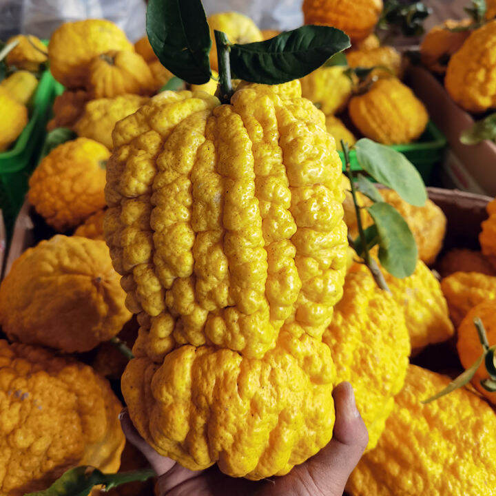 Yunnan Fresh Fruit Fresh Citron Fruit Fresh Citron Citron Buddha Hand ...