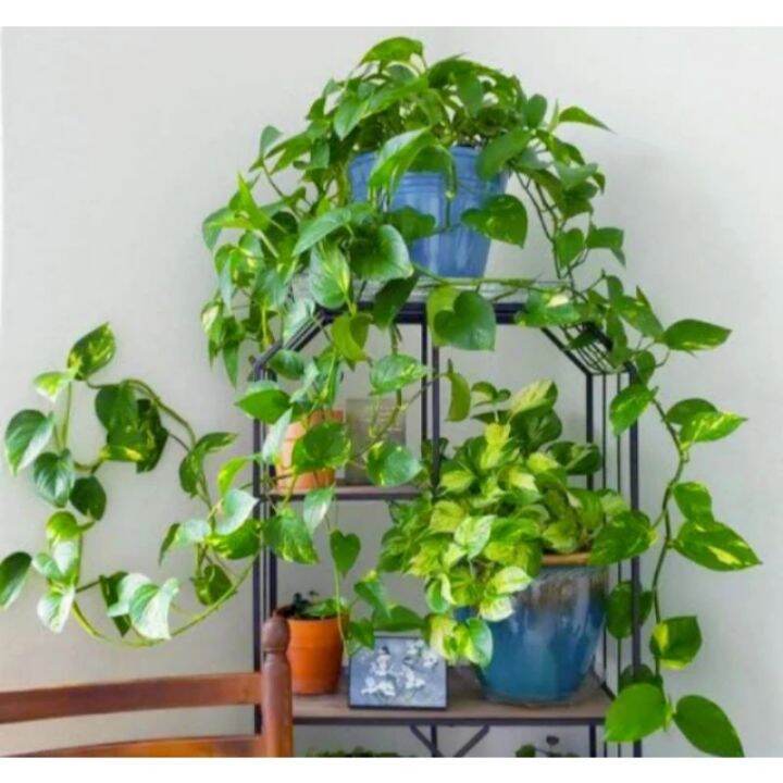 Tanaman Hias Sirih Gading Belanda Hijau Corak Kuning Panjang 1 Meter ...