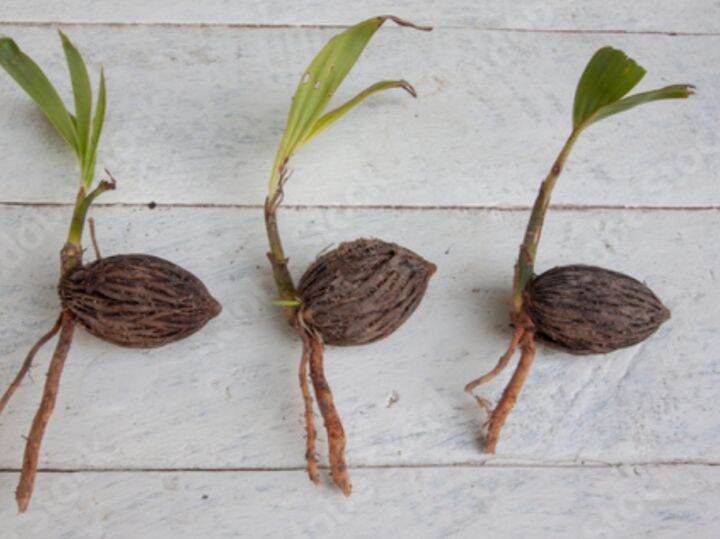 Foxtail Palm Tree Seedlings with Roots- Ready for Planting | Lazada PH