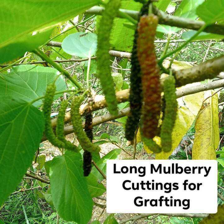 6 pcs (10 inches) Taiwan Long Red Mulberry Cuttings for Grafting (not ...