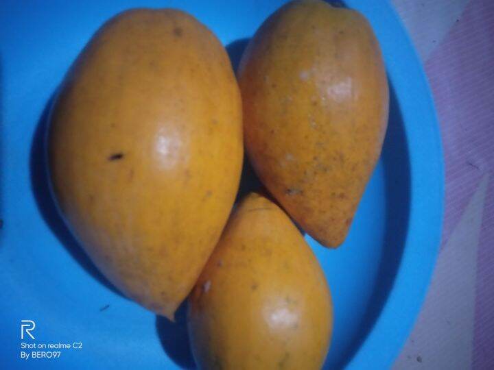 Sawo mentega/alkesah 1kg | Lazada Indonesia