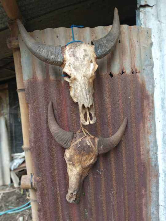 tanduk sapi kerbau asli | Lazada Indonesia