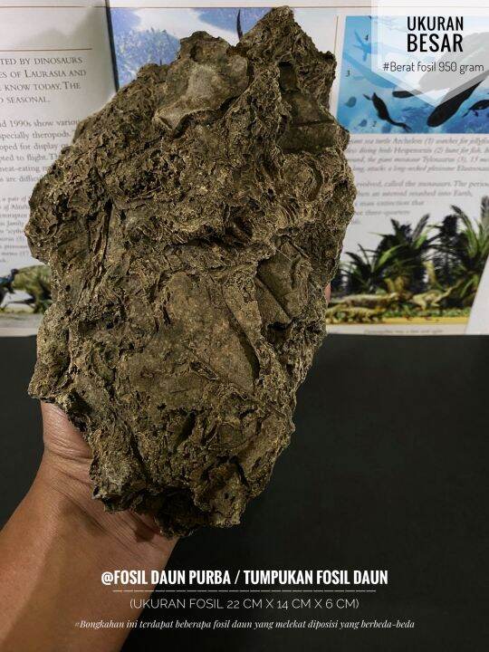 Bongkahan Fosil Daun Purba Natural E4 atau Fosil Tumpukan Daun atau Leaf Fossil atau Fosil ...