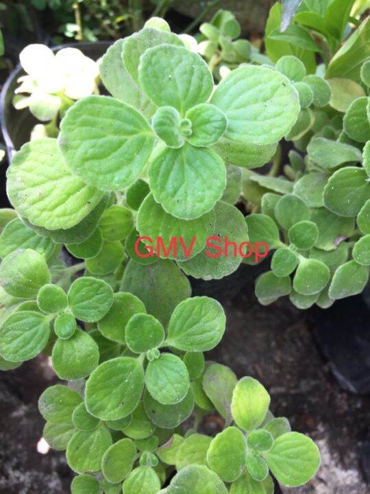Vicks Plant/Cuban Oregano/Mexican Mint/Spanish Thyme Live Plant | Lazada PH