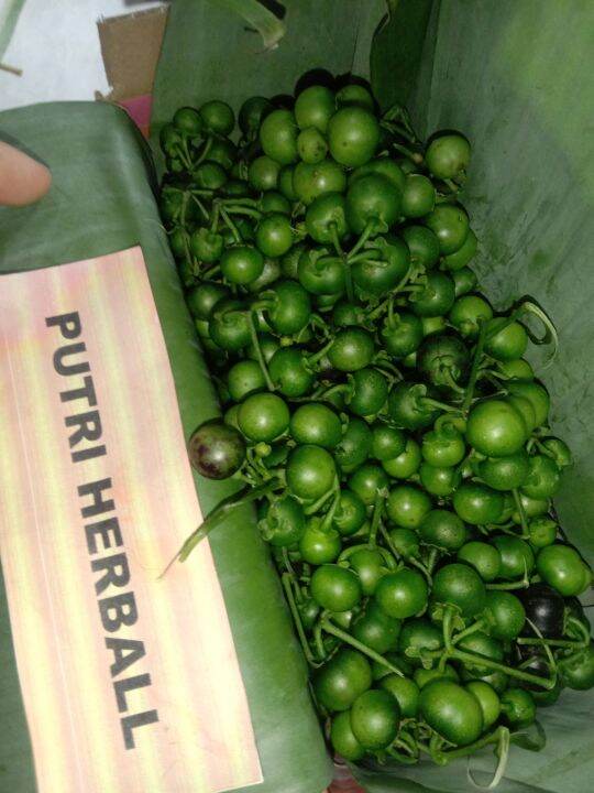 LENCA SAYUR SEGAR HASIL KEBUN PETIK DADAKAN PER 1 KG | Lazada Indonesia