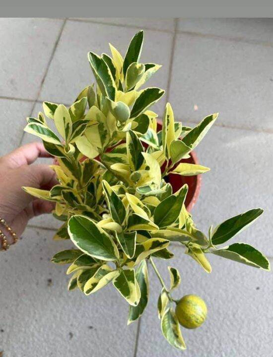 may Bunga na ang Green Calamansi / Variegated Calamansi Live Plant wala ...