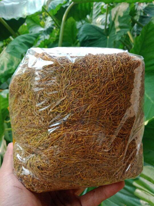 daun talas beneng kering grade A 300gram kwalitas expor | Lazada Indonesia