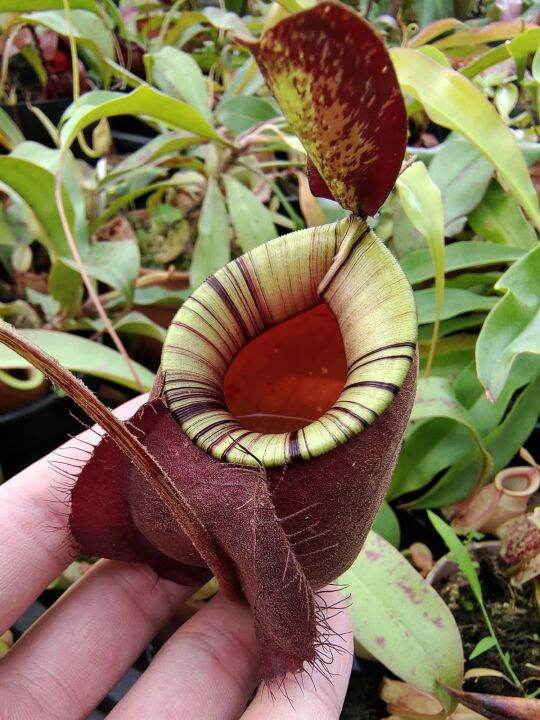 Nepenthes 'Black Miracle' hybrid series | Carnivorous pitcher plants ...