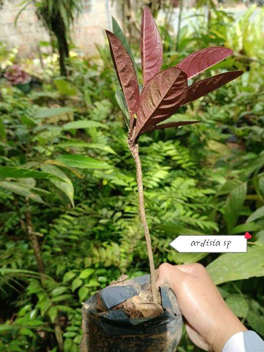 Ardisia Sp. Ardisia Native flowering Tree | Lazada PH