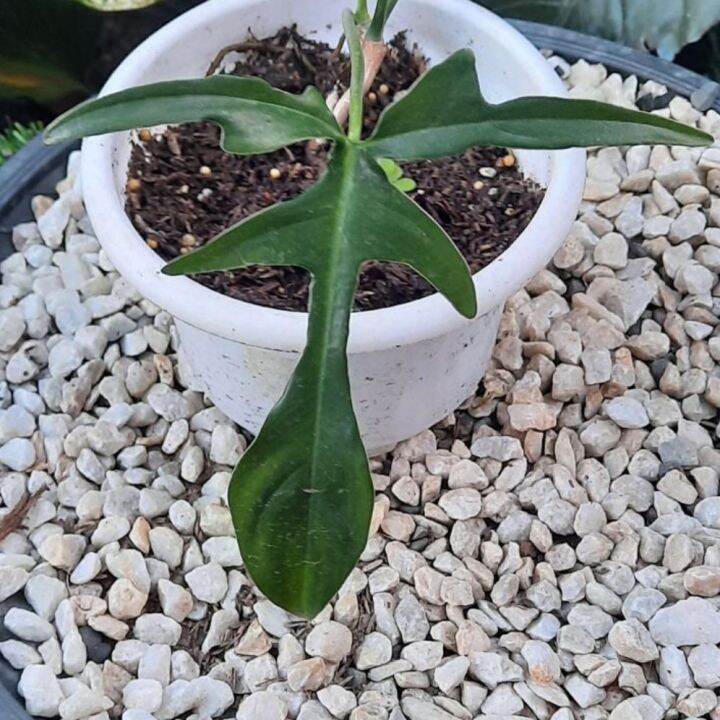 Philidendron Quercifolium aka Glad Hands - Actual live plant - Happy ...