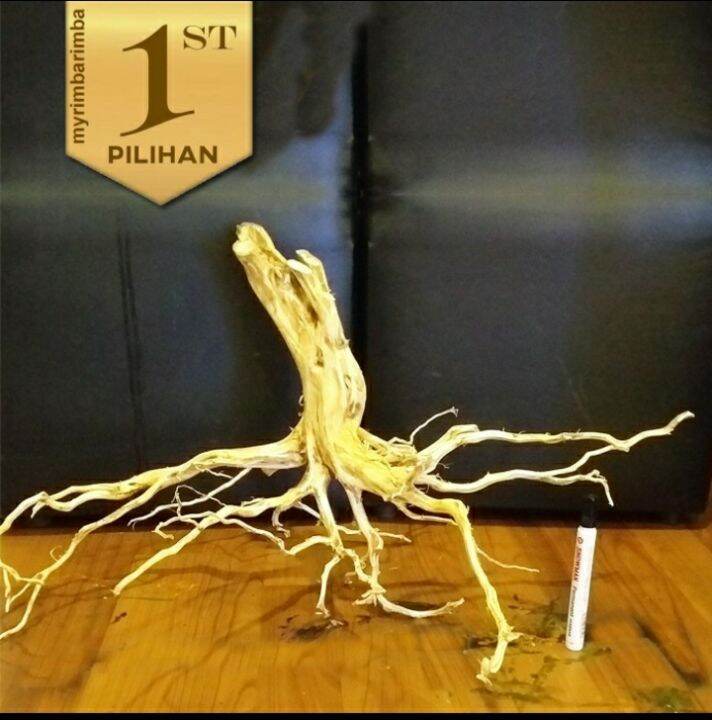 Kayu Akar Rasamala XL Hiasan Aquarium Aquascape Tanaman Air Ikan Hias ...
