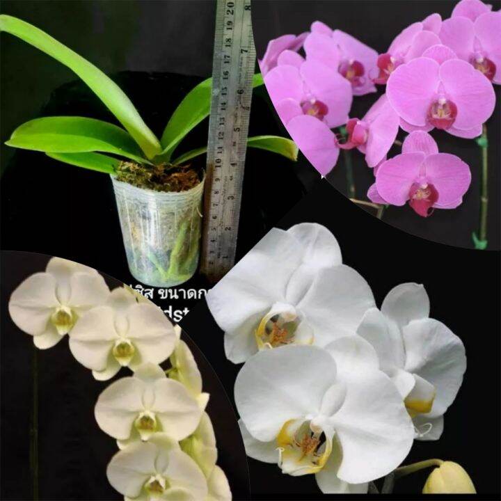 กล้วยไม้ ฟาแลนนอปซิส กระถางใส 2.5 นิัว สแฟ็กนั่มมอส Phalaenopsis 2.5 ...