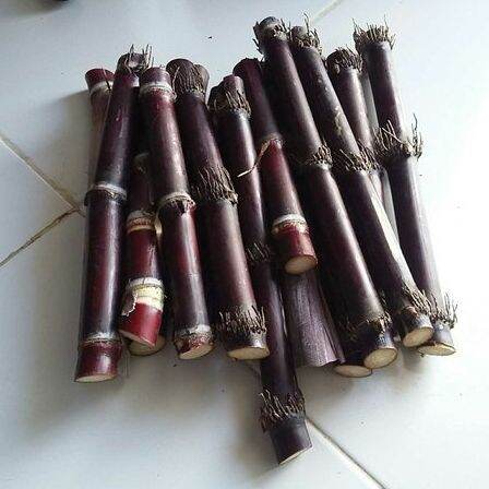 Jual stek bibit benih tebu hitam wulung ireng original penangkal santet ...