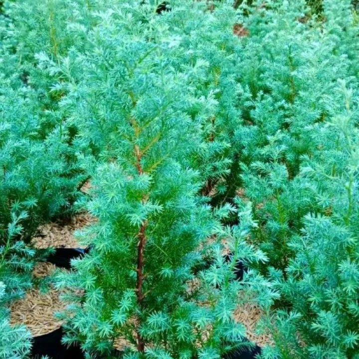 tanaman hias cemara embun | Lazada Indonesia