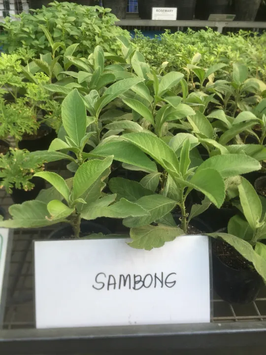 Sambong Plant Buy 1 take 1 | Lazada PH