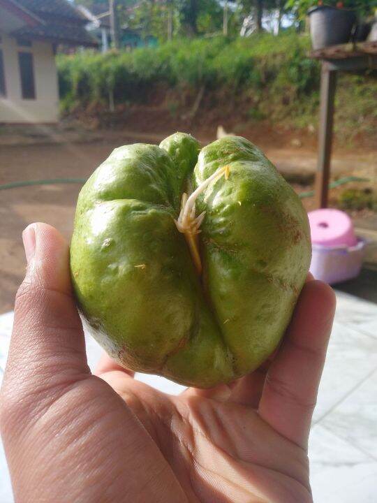 BIBIT LABU SIAM JENIS ANGGUR SIAP TANAM | Lazada Indonesia