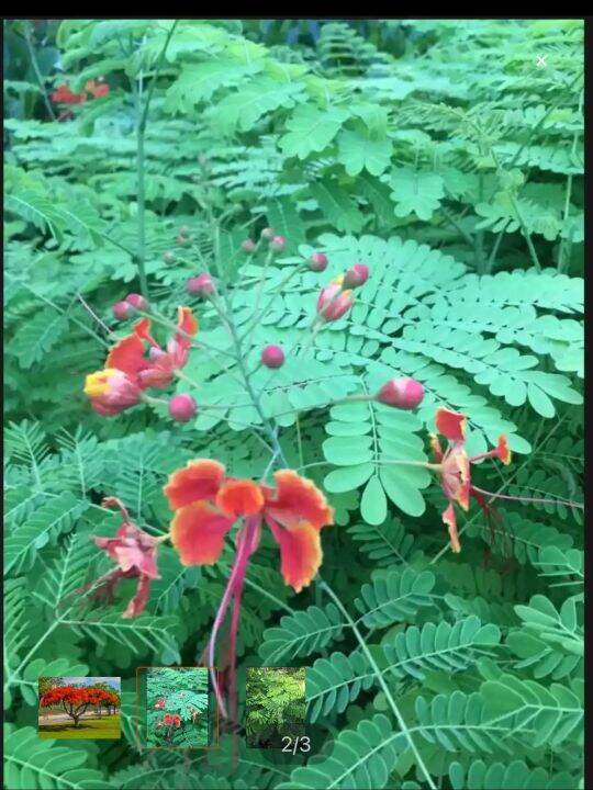 Fire tree seeds - 10 seeds with planting guide - Flame tree or Delonix ...