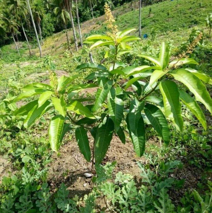Grafted Sweet Catimon Mango Tree | Lazada PH