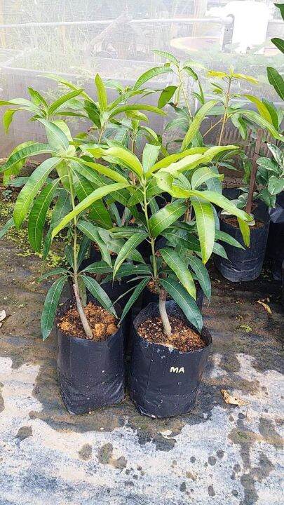anak pokok mangga apple anak pokok tanaman biji benih | Lazada