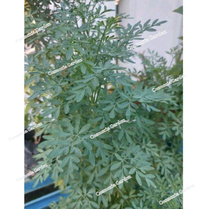 Ruta Graveolens commonly knwn as RUE Aruvatham Pachai live plant/ Anak ...