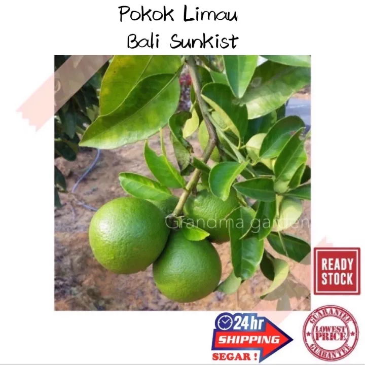 (GG real plant) pokok limau bali sunkist ^ anak pokok buah hidup live ...