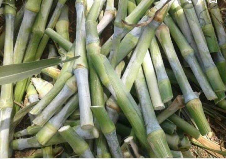 GREEN NAPIER GRASS / SUPER NAPIER CUTTINGS 10pcs - Best forage for ...