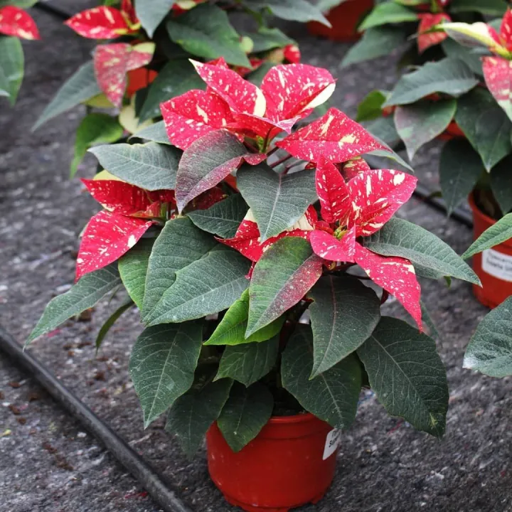 TANAMAN HIDUP | BUNGA KATSUBA , KATUSBA , KASTUBA ( 1POT ) | Lazada ...