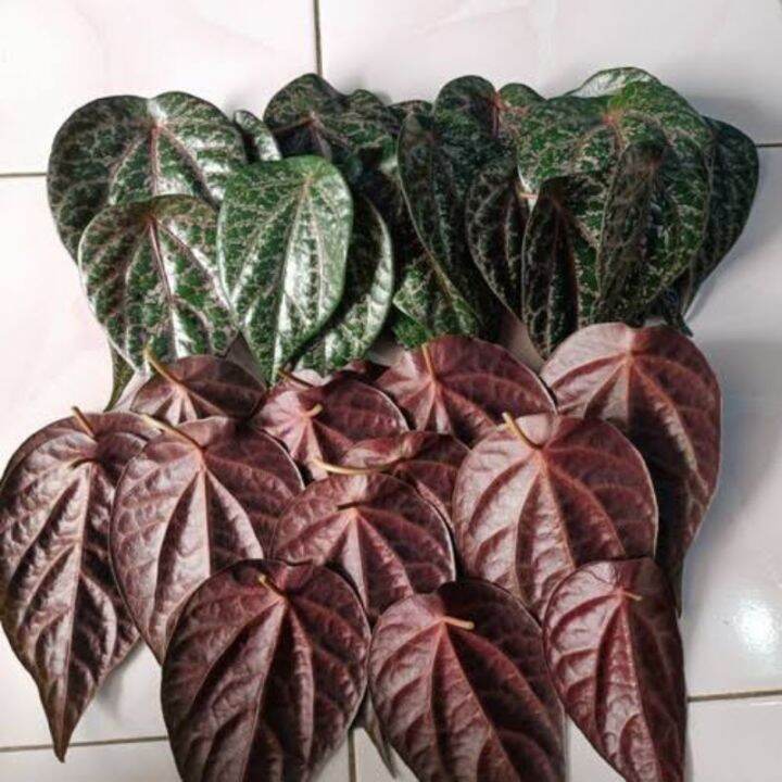 Daun Sirih Merah 20 Lembar Segar Langsung Petik Obat Herbal | Lazada ...