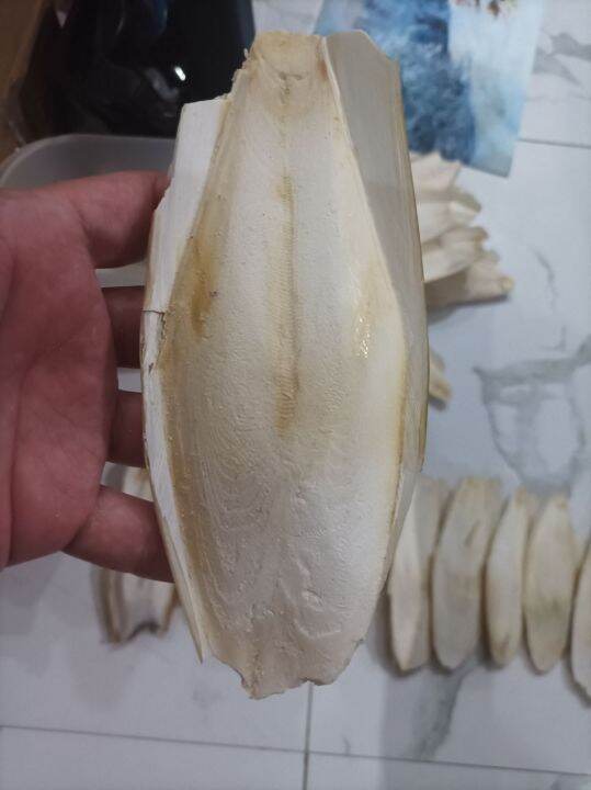 Cuttlebones for birds ( BROKEN OR DAMAGED ) 6-6.5 INCHES | Lazada PH