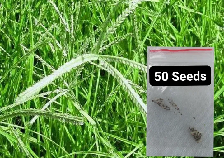 Paragis grass Seeds/ Goose grass Approx 50 Seeds | Lazada PH