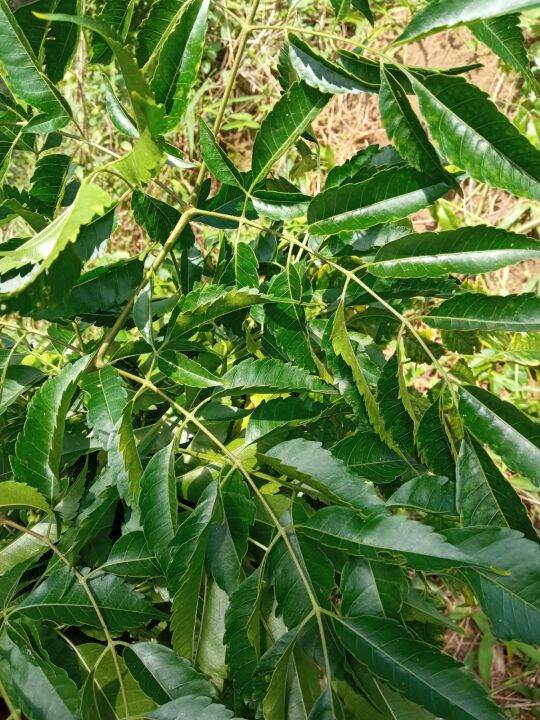 daun mindi basah 500grm | Lazada Indonesia