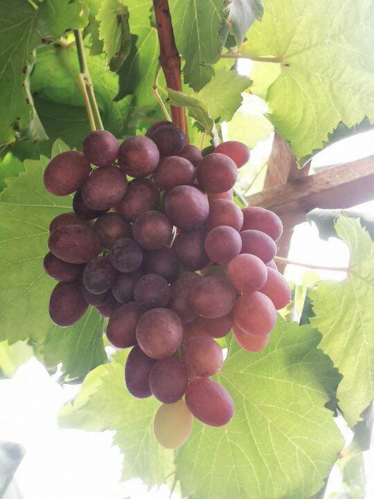 KERATAN ANGGUR RED MUSCAT CUTTING GRAPE WINE LIVE PLANT FRUIT | Lazada