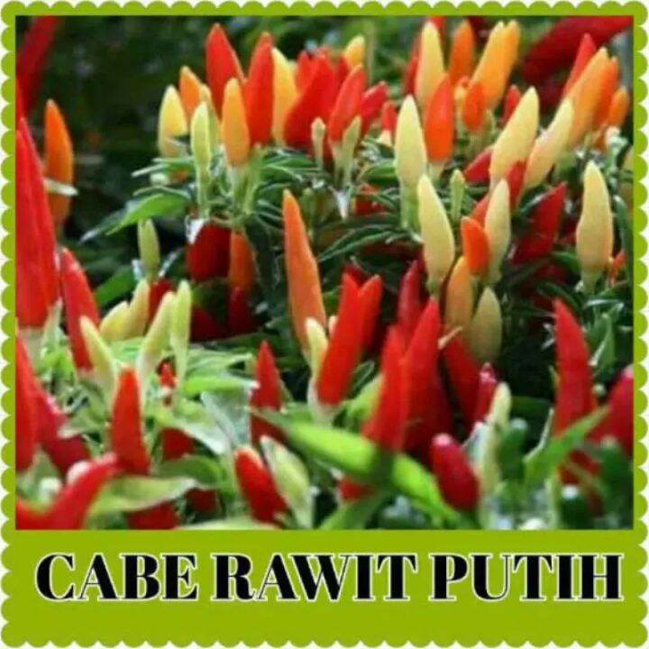 cabe rawit / cabe / caplak | Lazada Indonesia