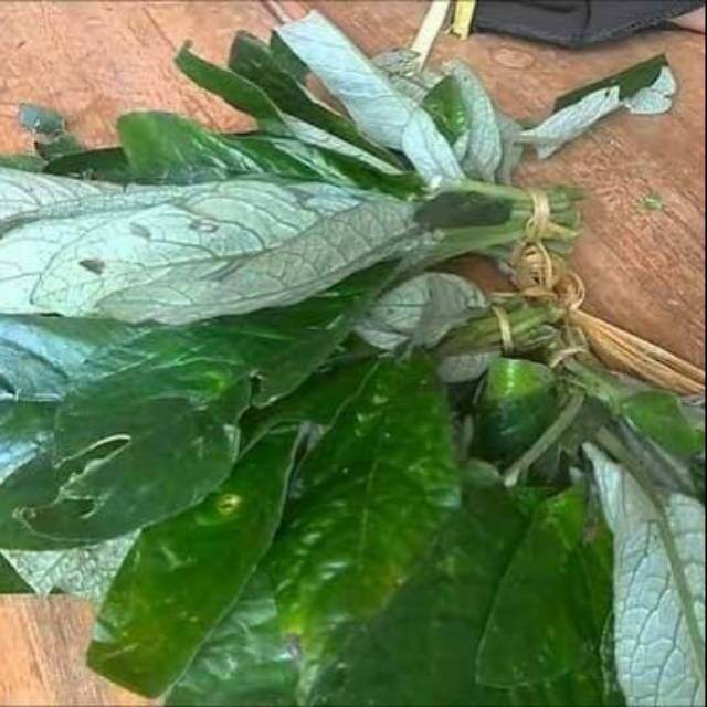 ready daun rende reundeu segar 1kg | Lazada Indonesia