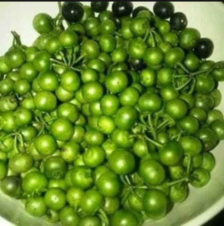 lenca segar /sayuran lenca fres dari pohon/lenca 1kg | Lazada Indonesia