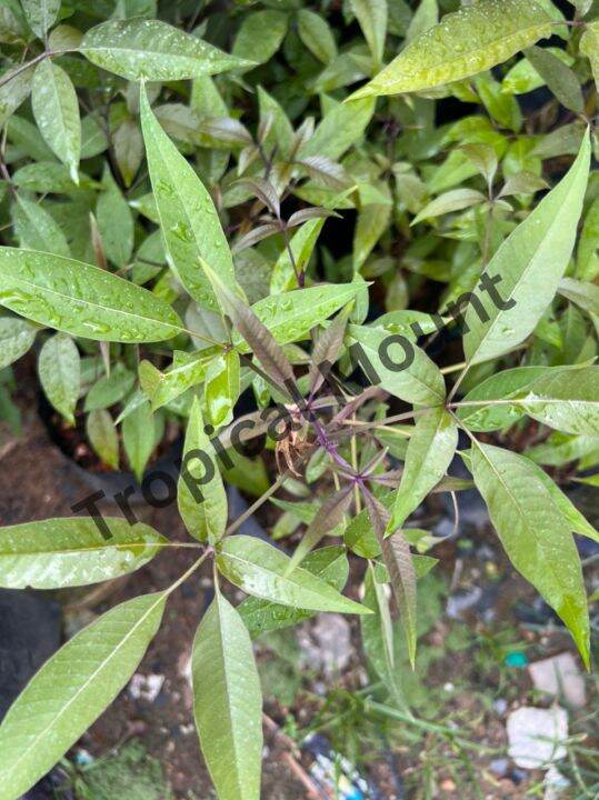 Tropical Mount | Nochi tree | Pokok Nochi | Nochi Maram | Chinese ...