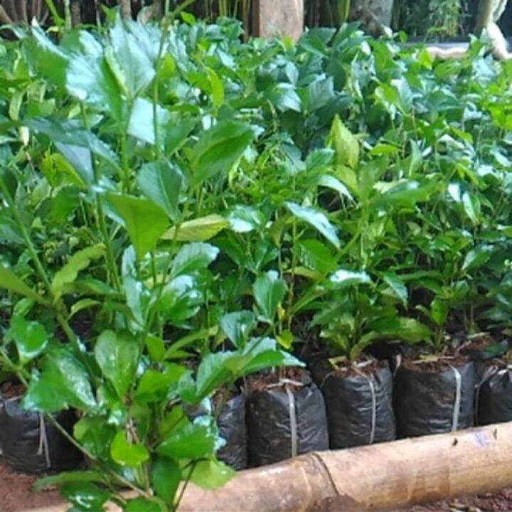 Tanaman Hias Teh Tehan Untuk pagar/ Tanaman Hias Teh Teh an sudah berakar | Lazada Indonesia