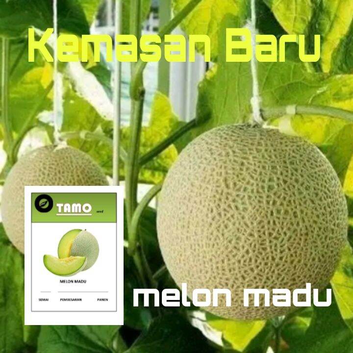 50 Biji Benih Melon Madu | Lazada Indonesia