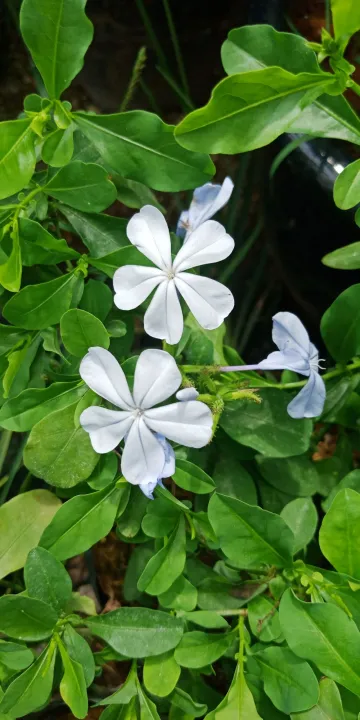 pokok bunga plumbago pokok renek rajin berbunga tahan panas | Lazada