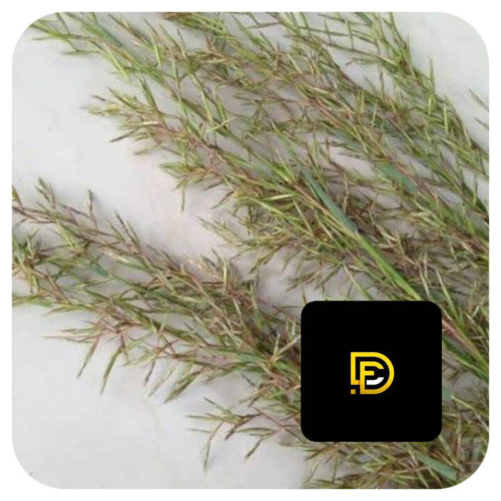 Bunga sereh wangi bunga sereh merah bunga sereh lanang segar | Lazada ...