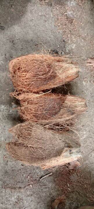 Bunot Ng Niyog(3pcs) | Lazada PH