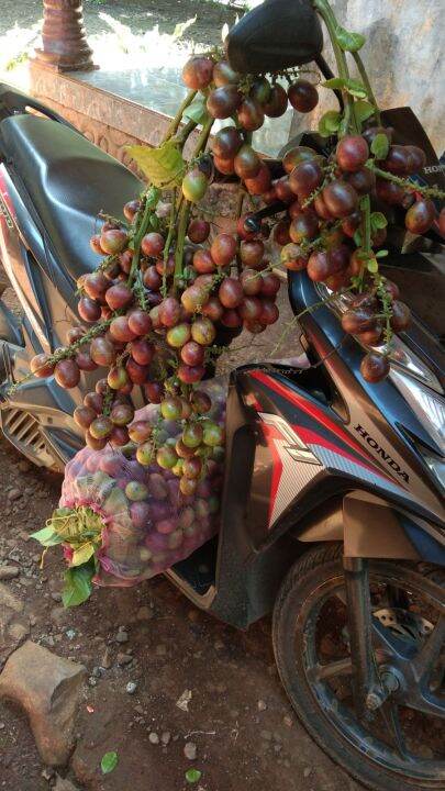 mato super fresh baru petik | Lazada Indonesia