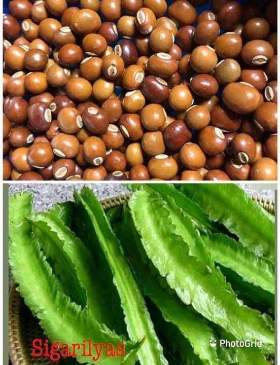 Winged beans/Sigarilyas seeds for planting(25seeds) | Lazada PH